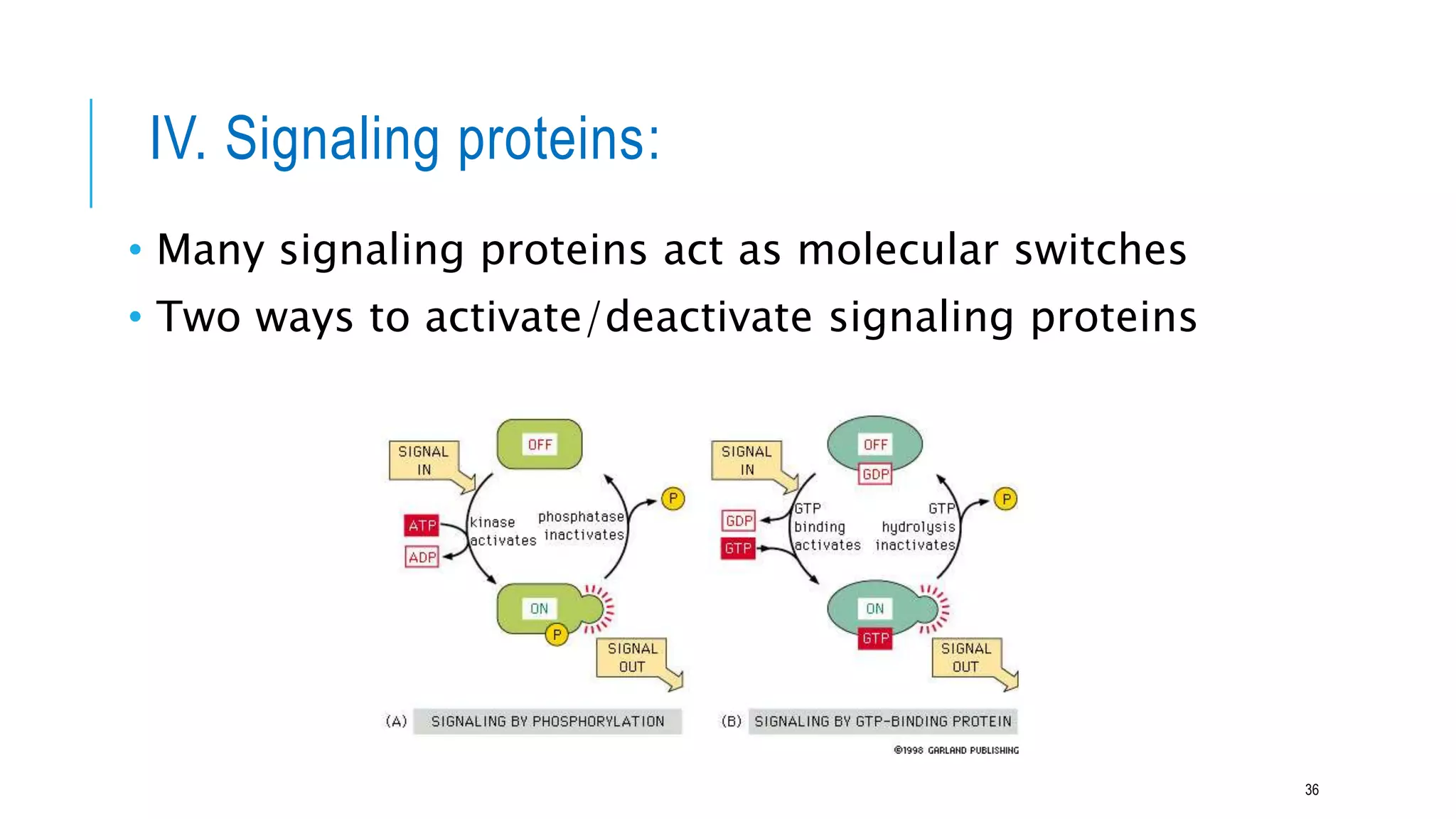Biomembrane Signaling Transduction | PPT