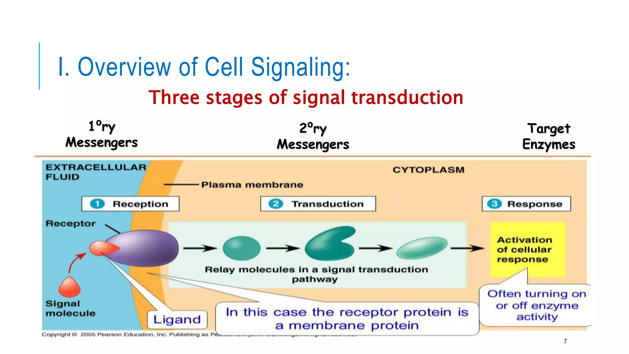 Biomembrane Signaling Transduction | PPT