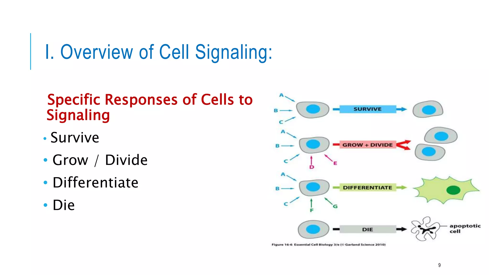 Biomembrane Signaling Transduction | PPT