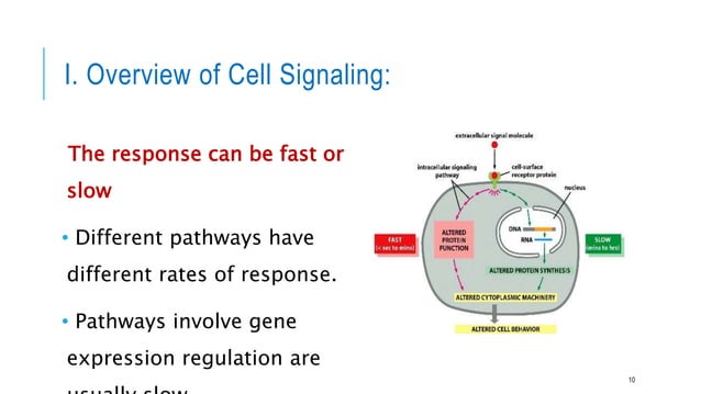 Biomembrane Signaling Transduction | PPT