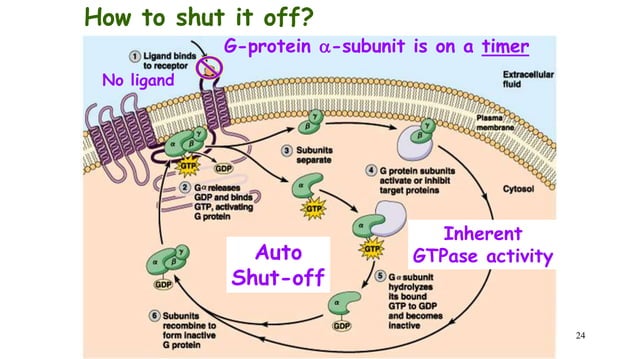 Biomembrane Signaling Transduction | PPT