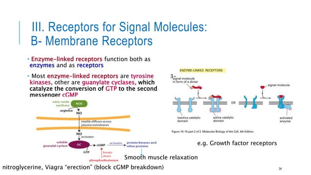 Biomembrane Signaling Transduction | PPT