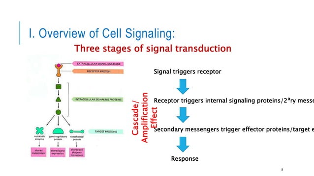 Biomembrane Signaling Transduction | PPT