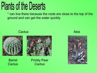 biome powerpoint.ppt