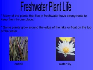 biome powerpoint.ppt
