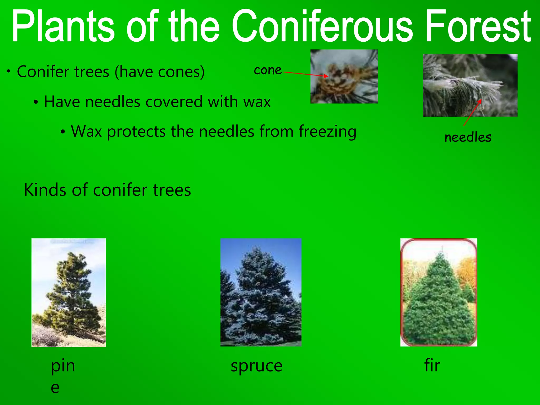biome powerpoint.ppt