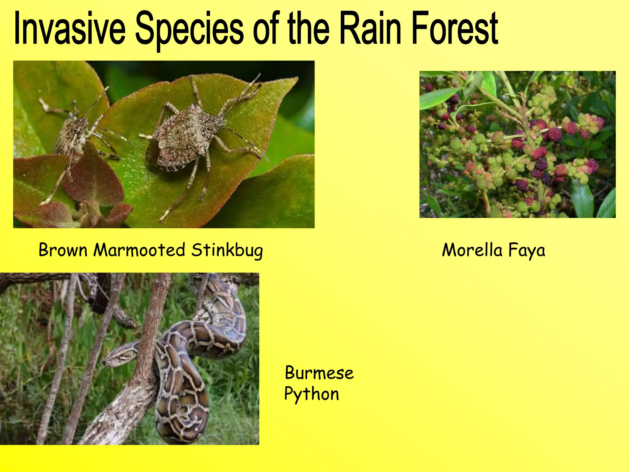 biome powerpoint.ppt