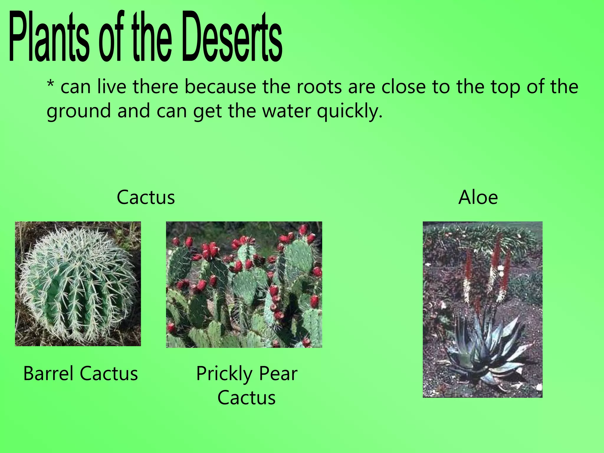 biome powerpoint.ppt