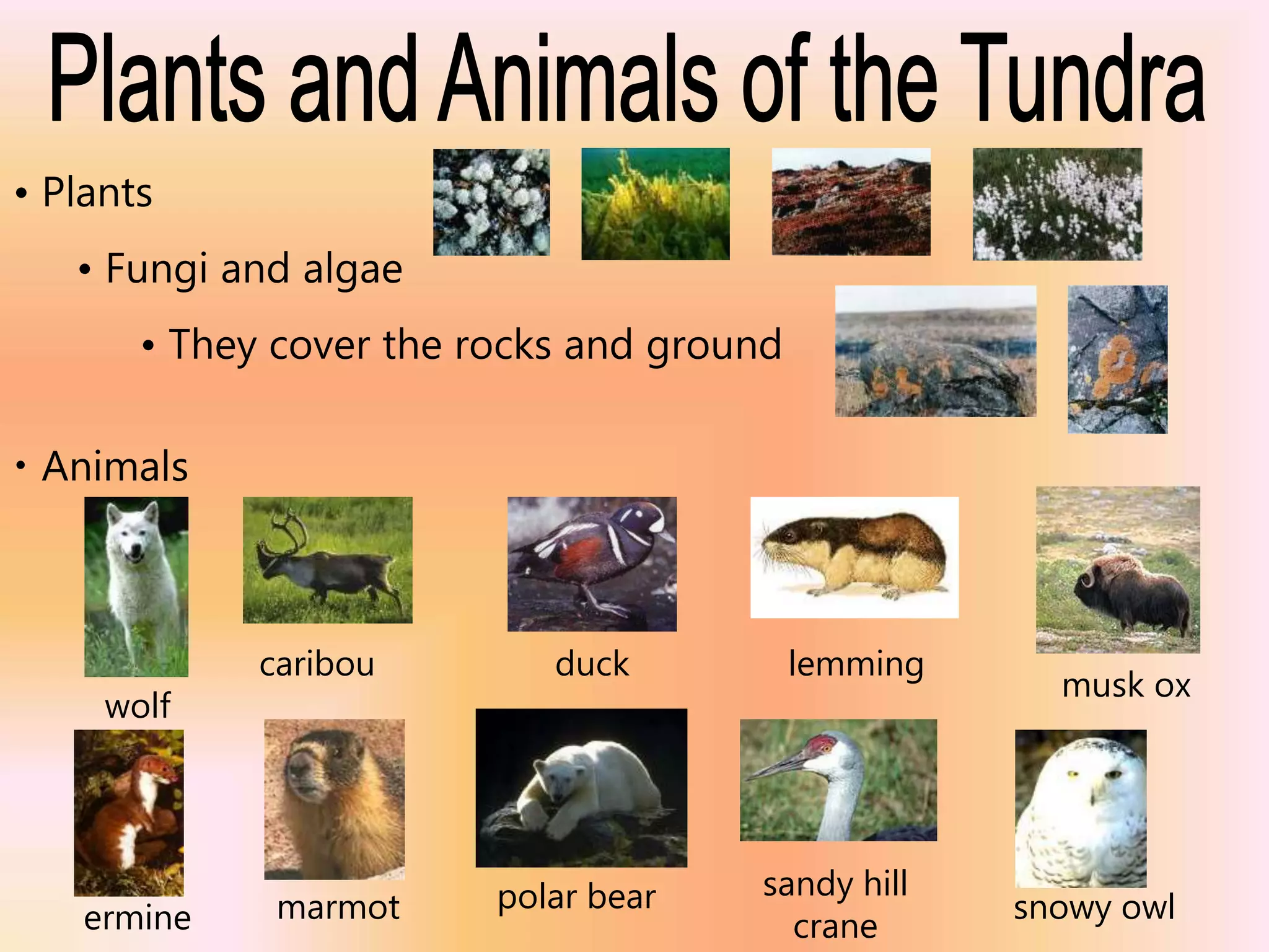 biome powerpoint.ppt