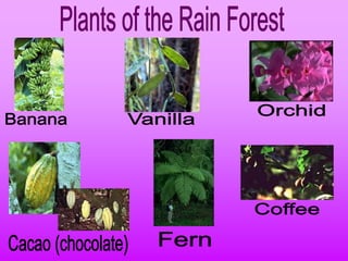 biome powerpoint.ppt