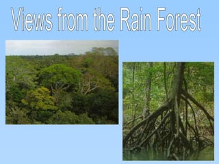 biome powerpoint.ppt