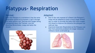 Biome presentation | PPTX