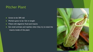 Biome rainforest | PPTX