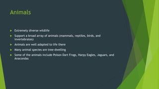 Biome rainforest | PPTX