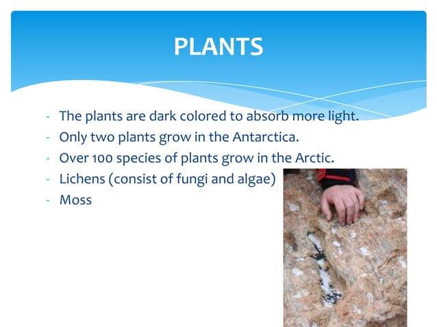 The Biome Permanent Ice | PPTX | Geography | Science