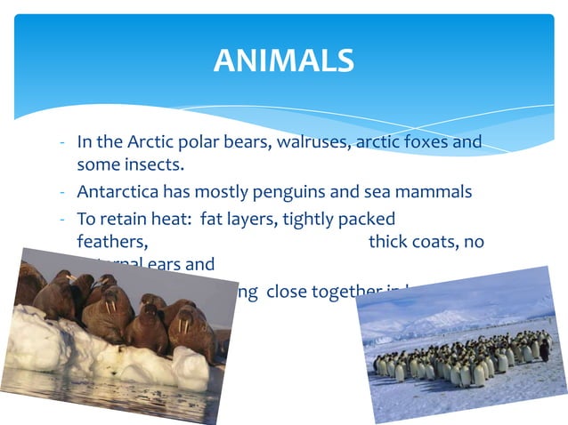 The Biome Permanent Ice | PPTX | Geography | Science