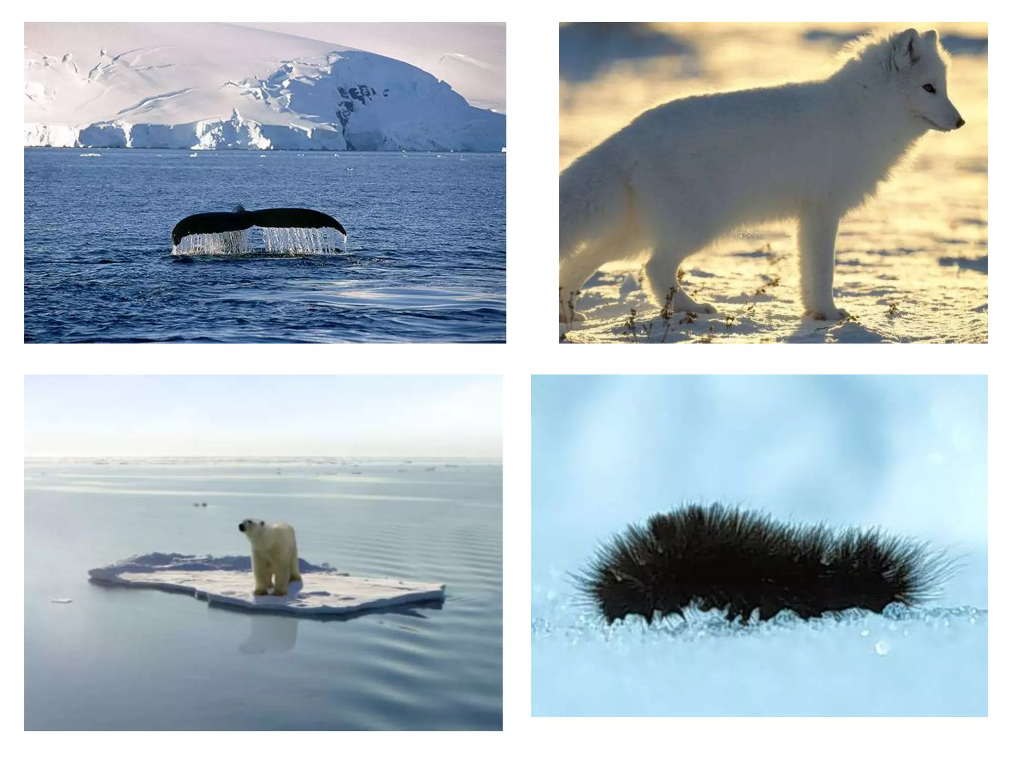 The Biome Permanent Ice | PPT