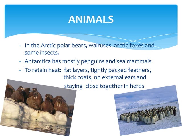 The Biome Permanent Ice | PPT