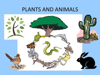 Biomes | PPTX