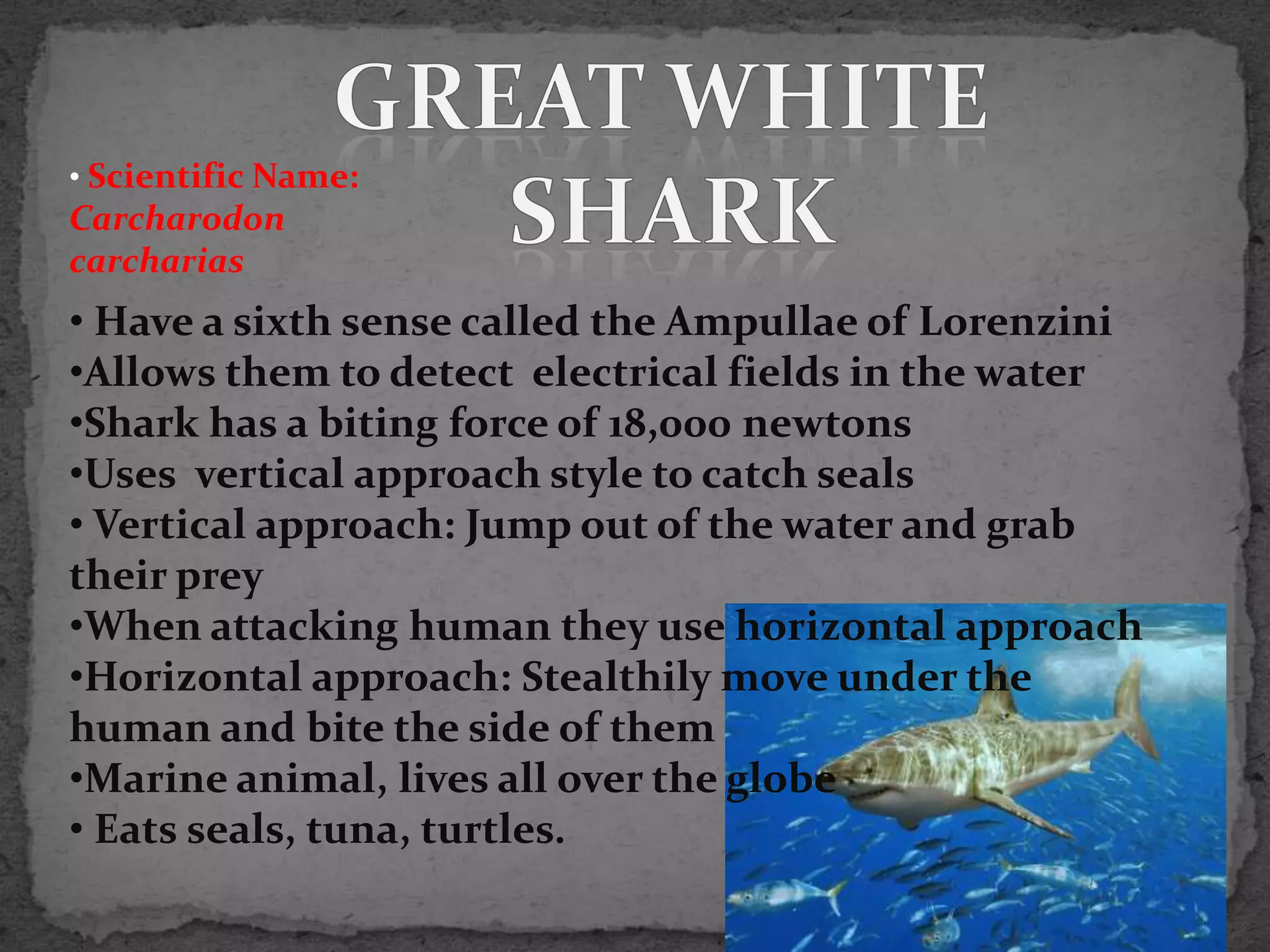 Biomes and their animals | PPT