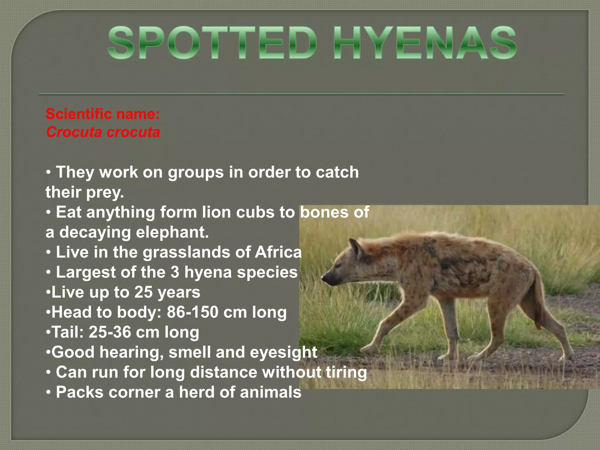 Biomes and their animals | PPT