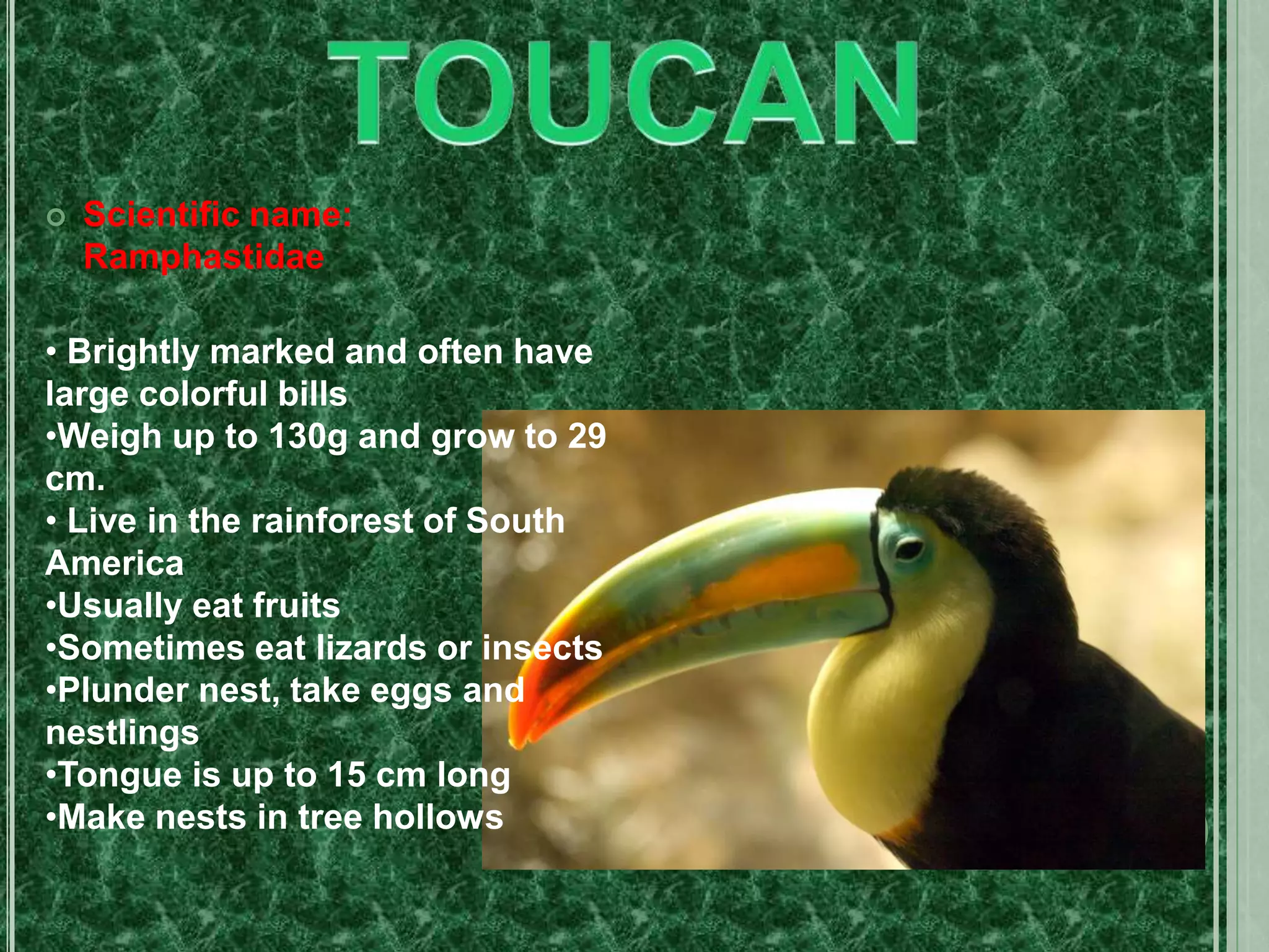 Biomes and their animals | PPT