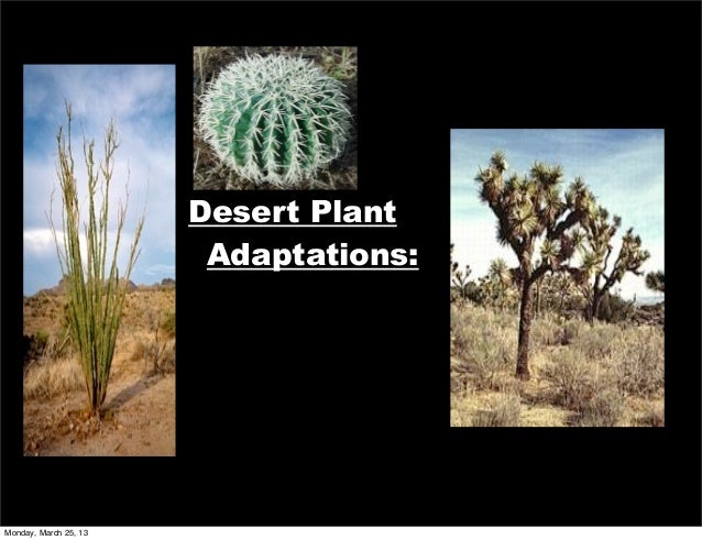 Ecological Adaptations Of Desert Plants Ppt
