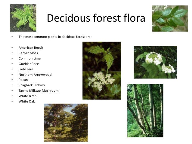 Temperate Rainforest Plants List