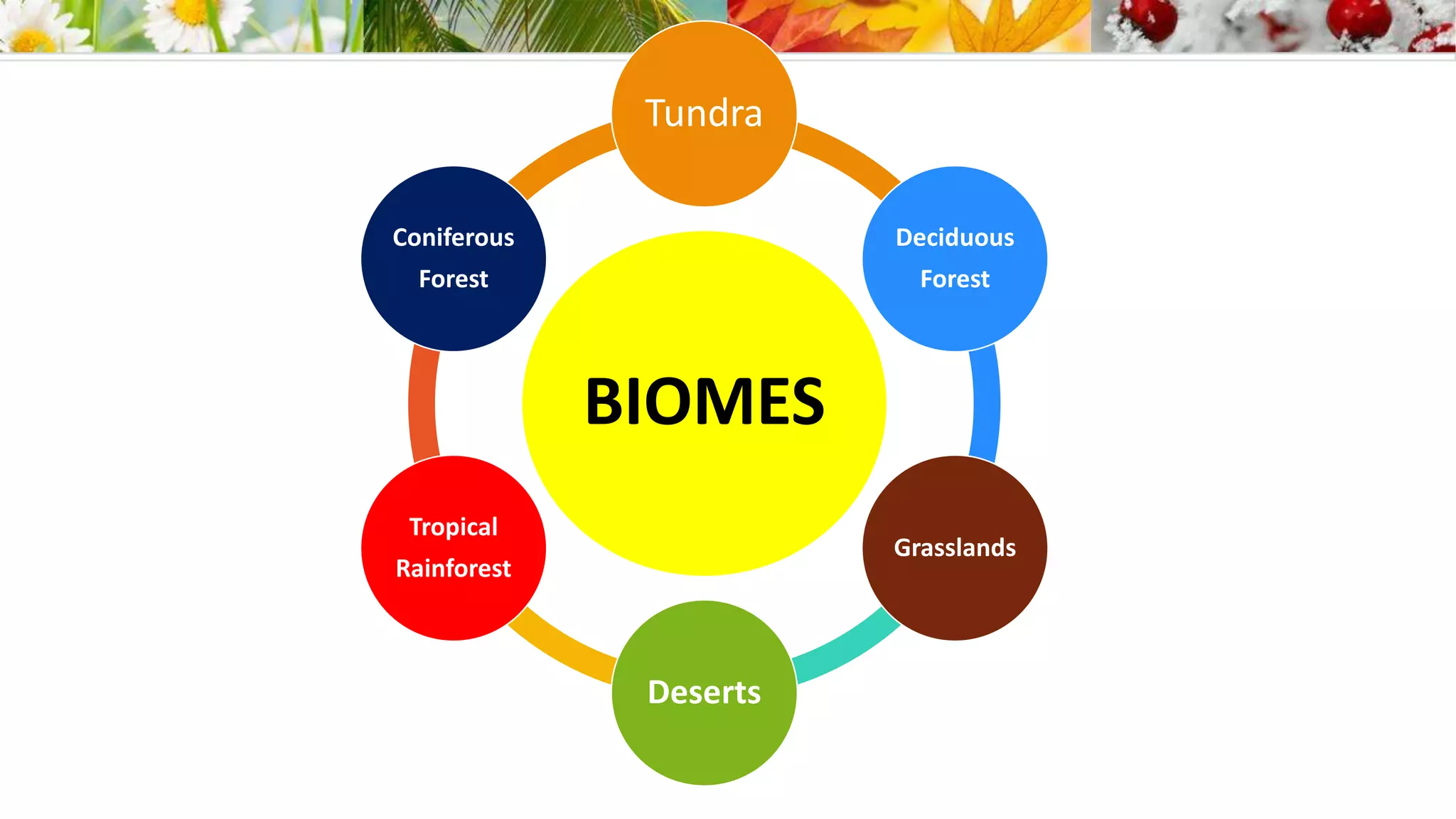 Kinds of Terrestrial Biome | PPTX