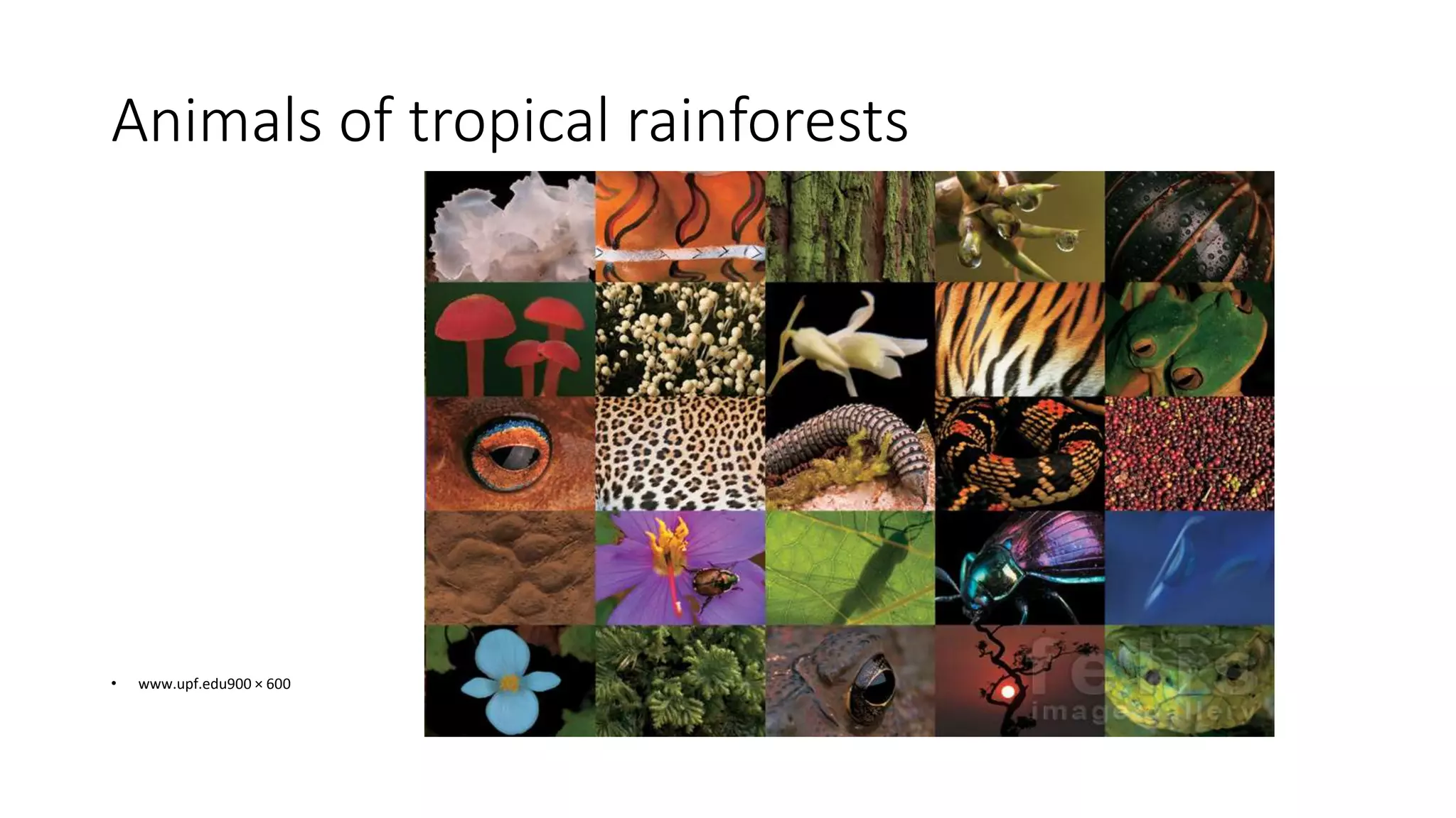 Biomes. abiotic and biotic parts | PPTX