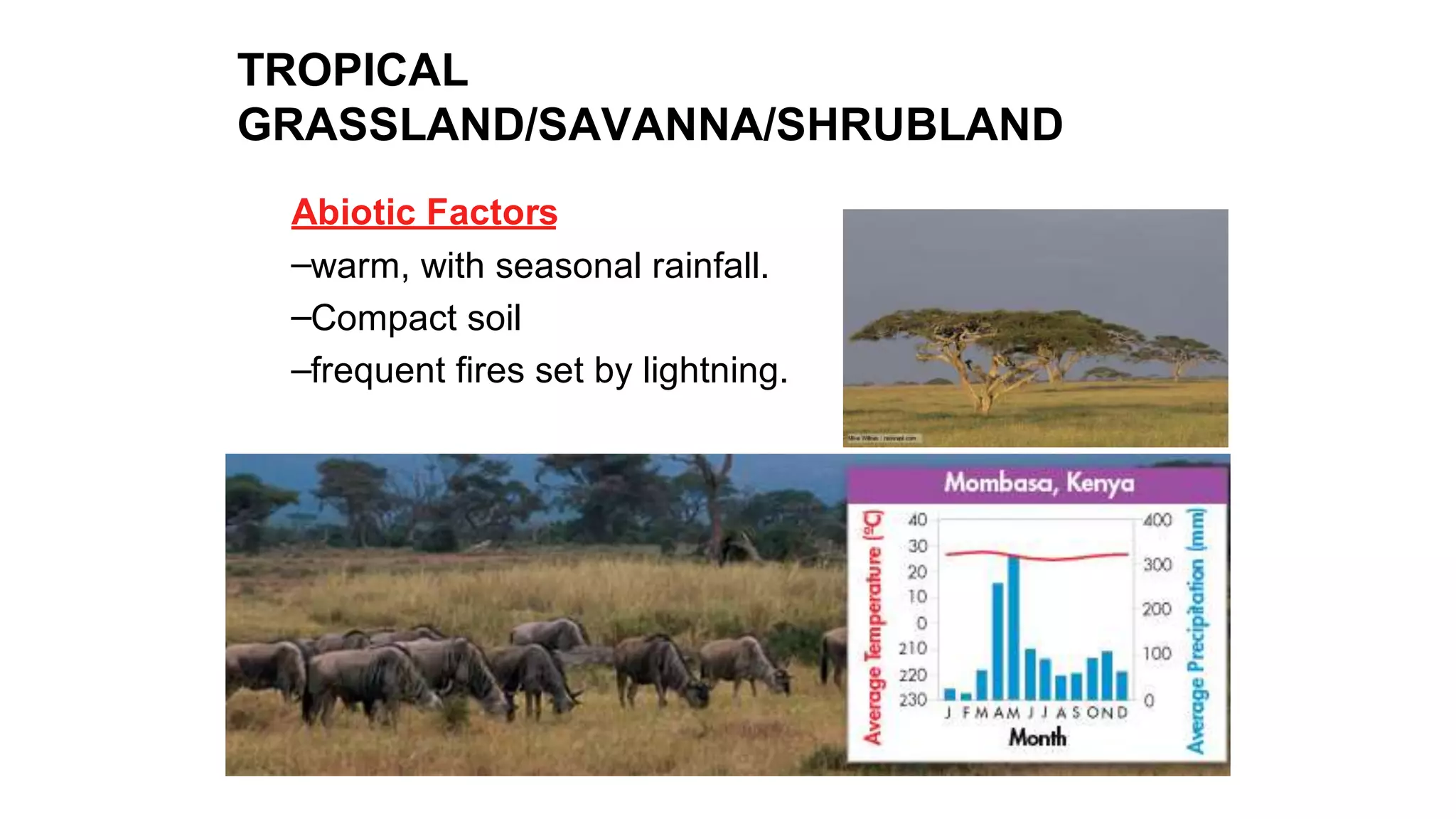 Biomes. abiotic and biotic parts | PPTX