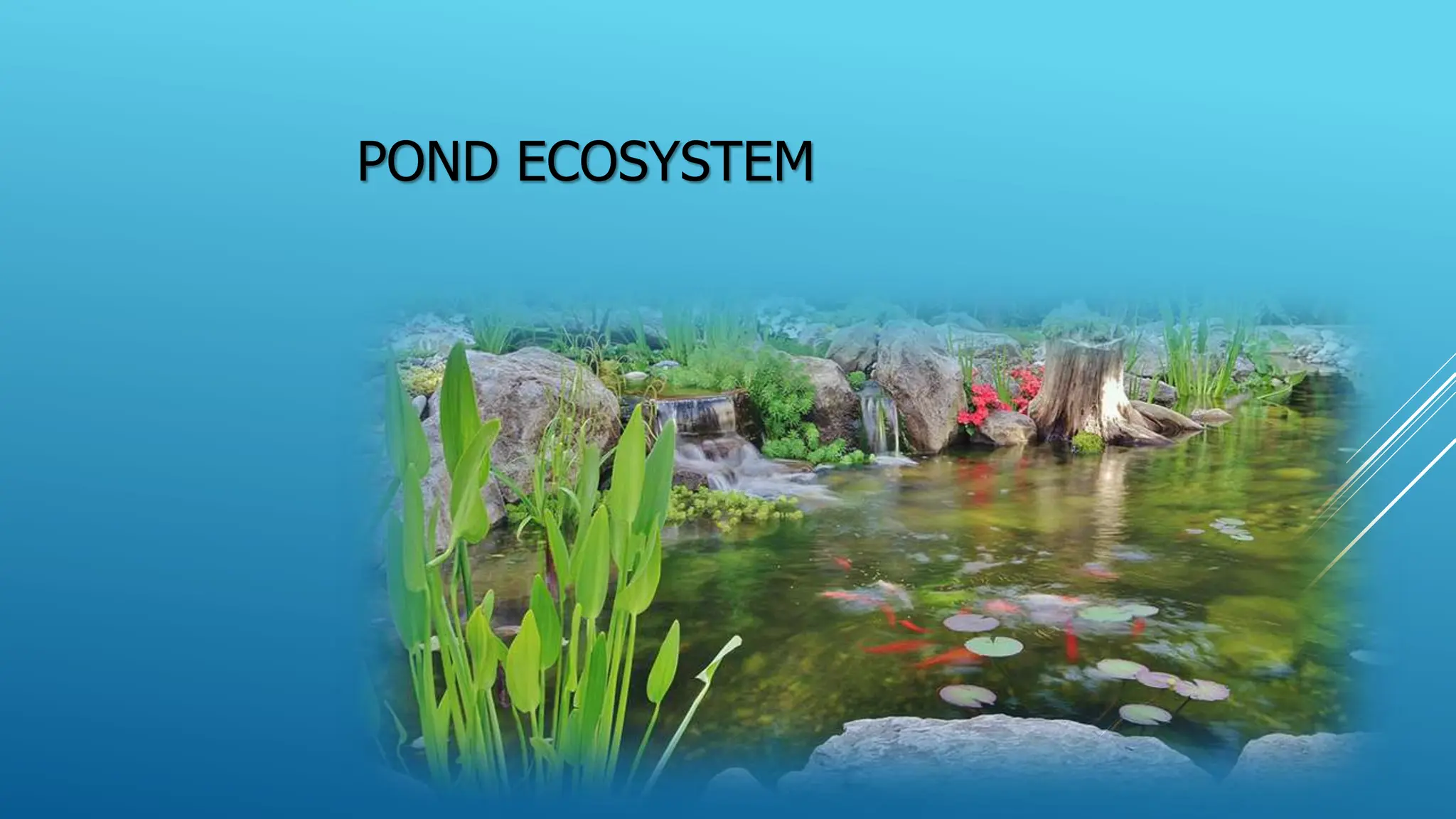 biomes-190215063001.pptx.pptx