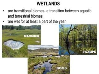 Biomes | PPT
