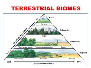 Biomes | PPT