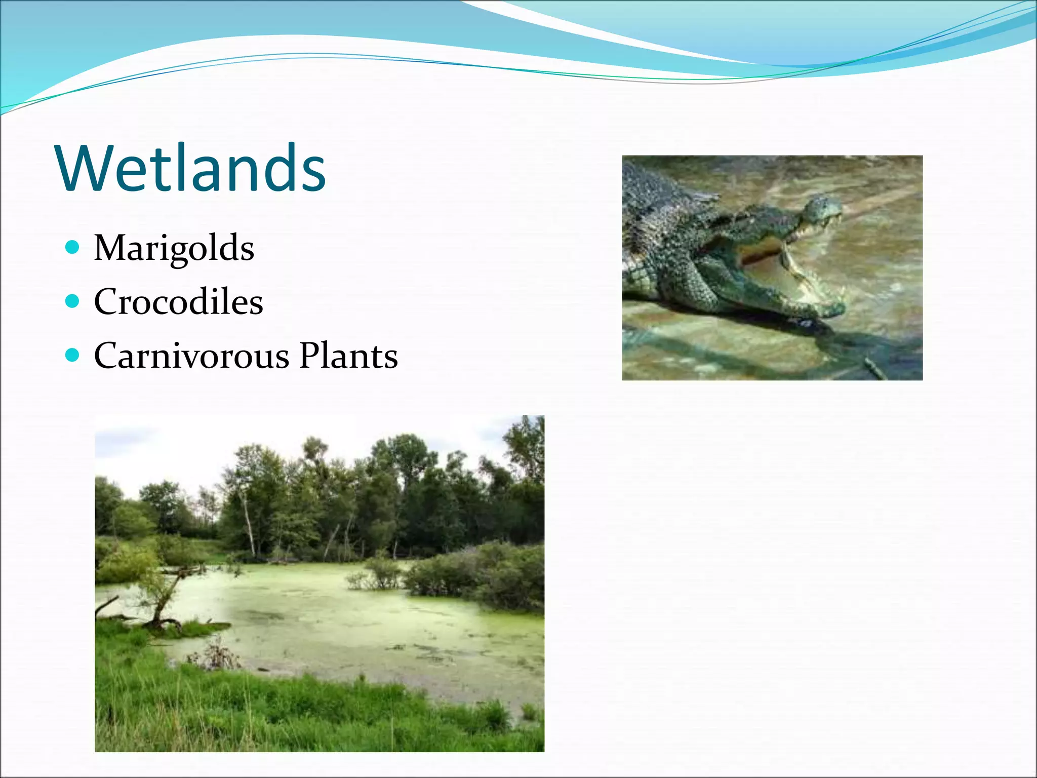 Biomes | PPT