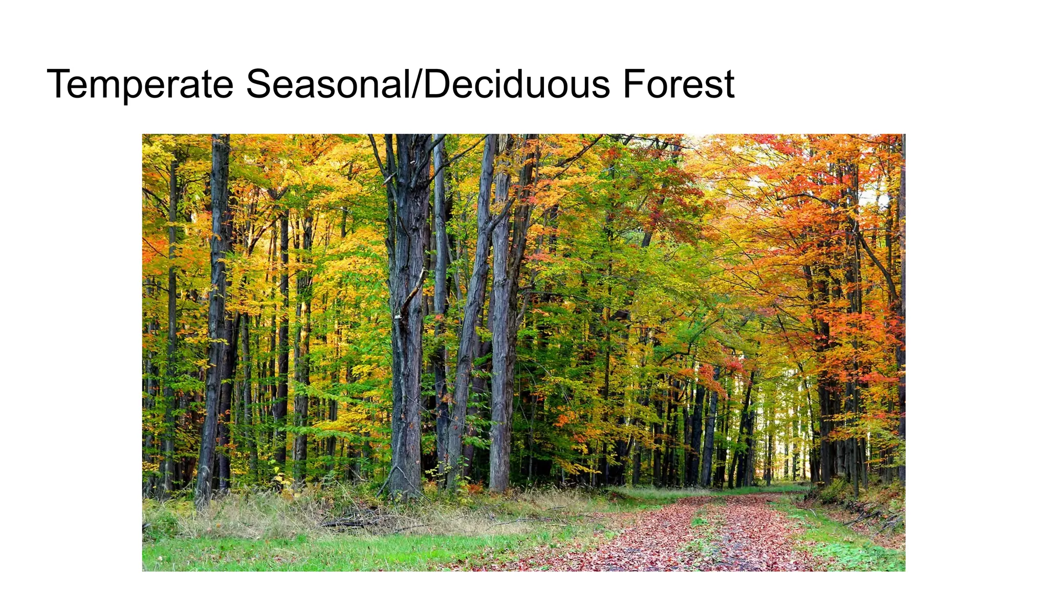 Slideshow with pictures of Different Biomes | PPTX | Geography | Science