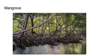 Slideshow with pictures of Different Biomes | PPTX | Geography | Science