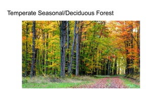 Slideshow with pictures of Different Biomes | PPTX | Geography | Science