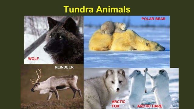 Biomes and ecosystems | PPTX