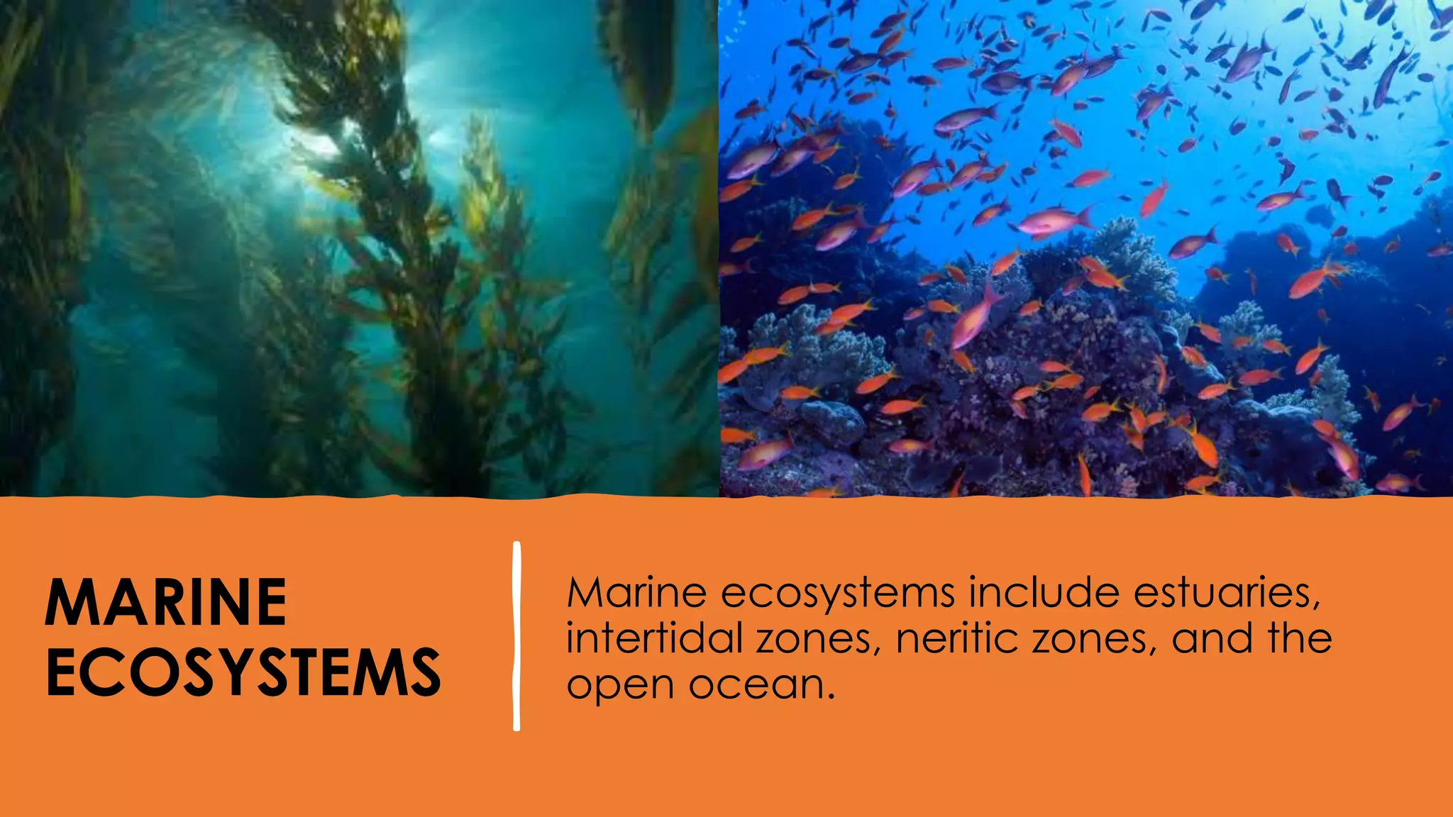 Biomes+and+Ecosystems.pdf | Free Download