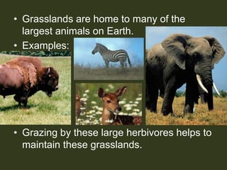 BIOMES AND ECOSYSTEMS.ppt