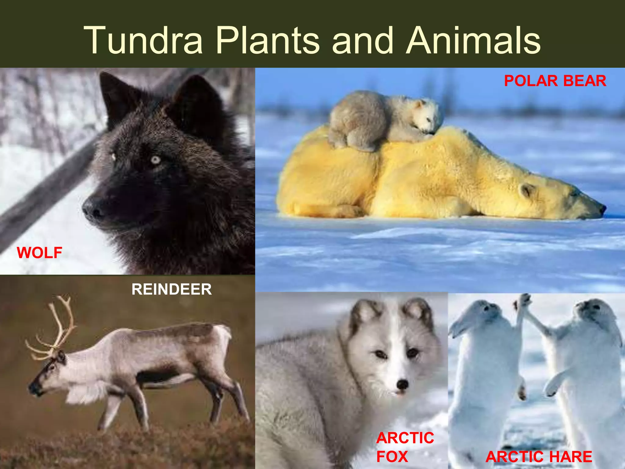BIOMES AND ECOSYSTEMS.ppt | Weather | Science