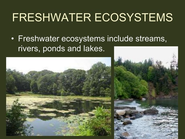 BIOMES AND ECOSYSTEMS.ppt