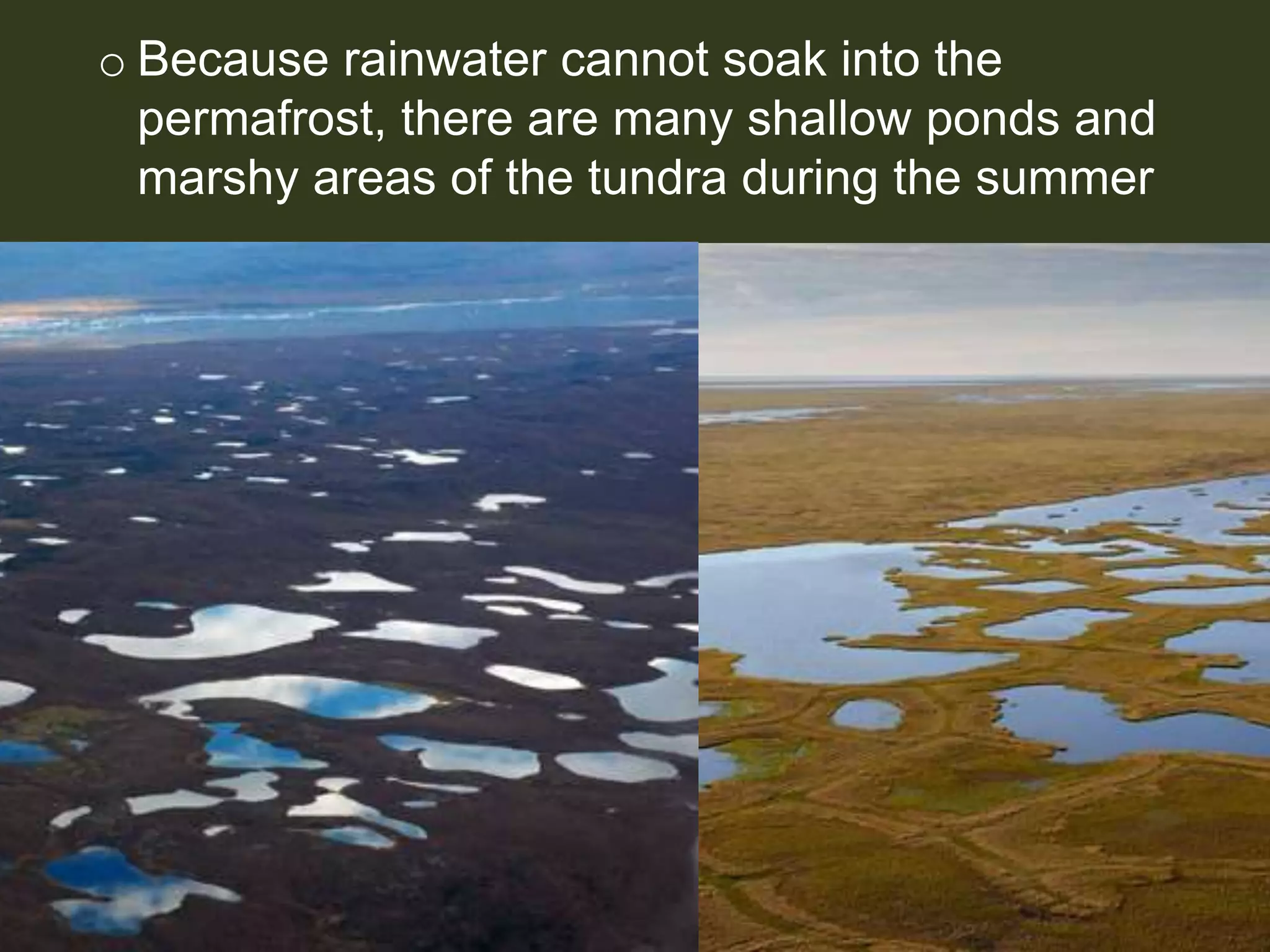 BIOMES AND ECOSYSTEMS (1).ppt