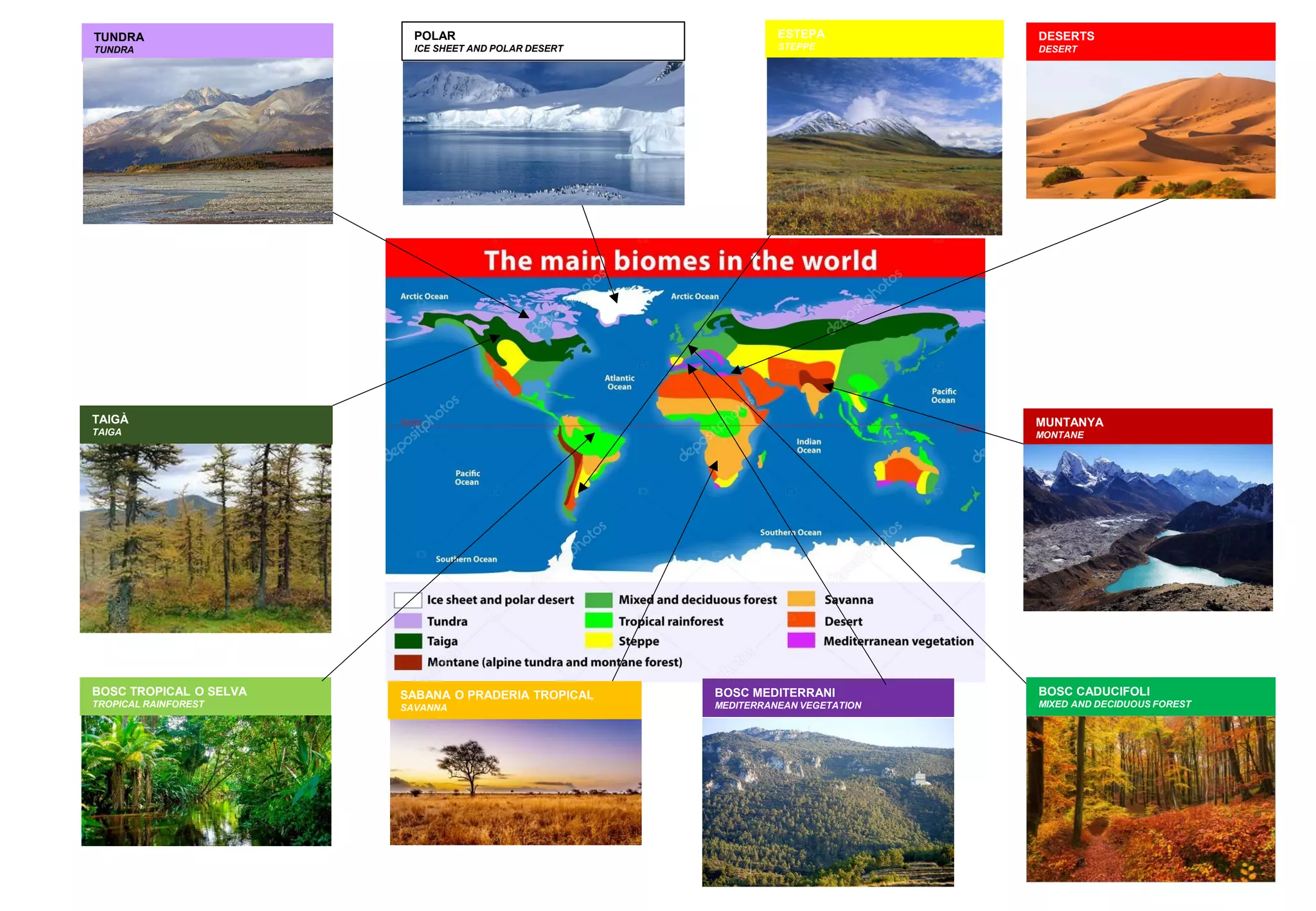 Biomes del mon | PDF