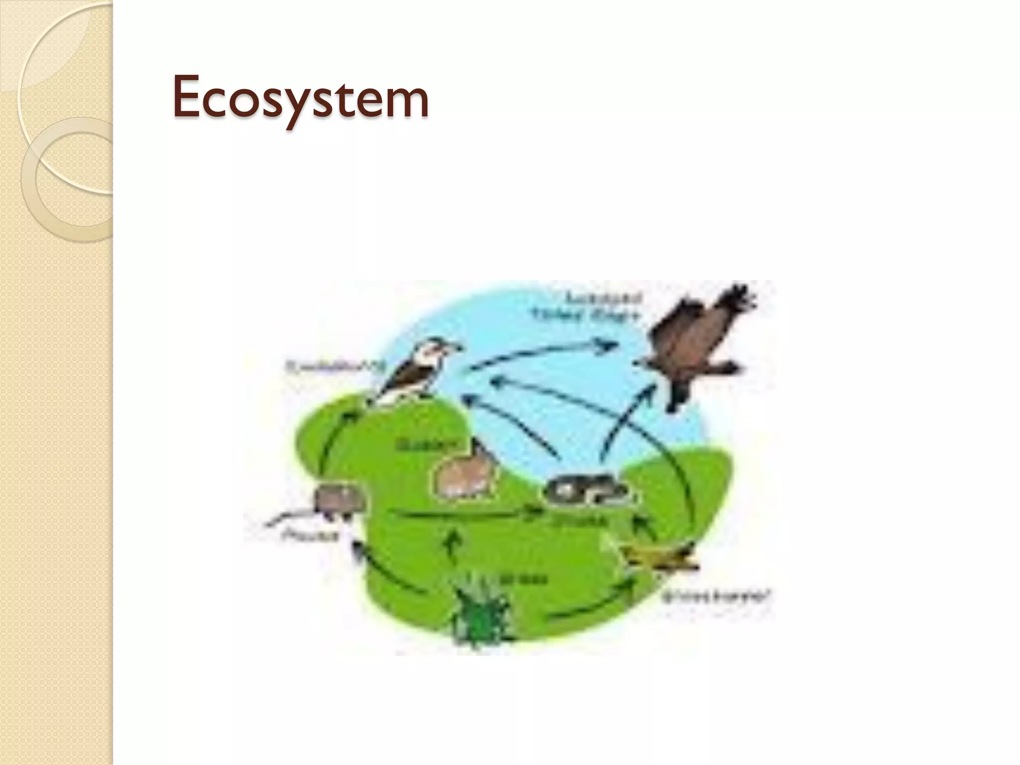 Biomes, ecosystems and habitats quiz 1 | PDF