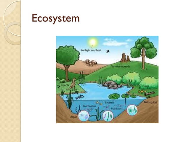 Biomes, ecosystems and habitats quiz 1 | PPT