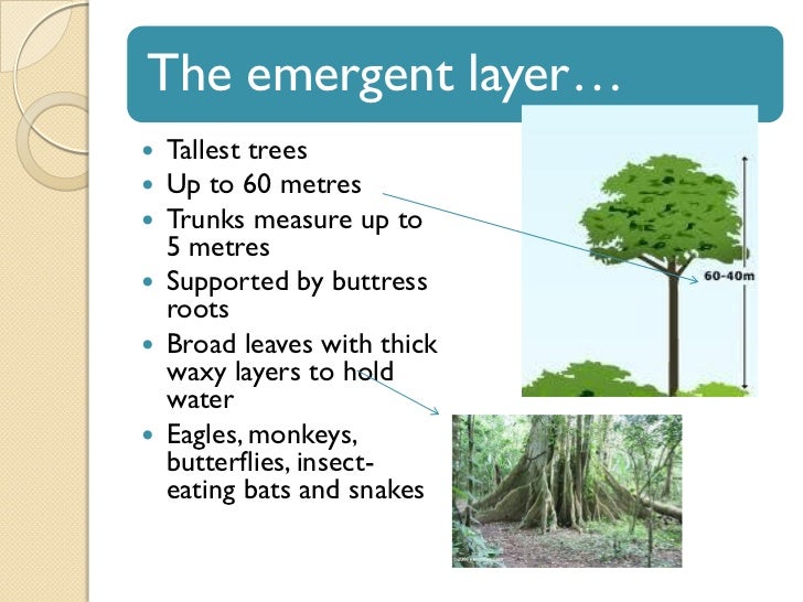 Biomes, ecosystems and habitats quiz 1