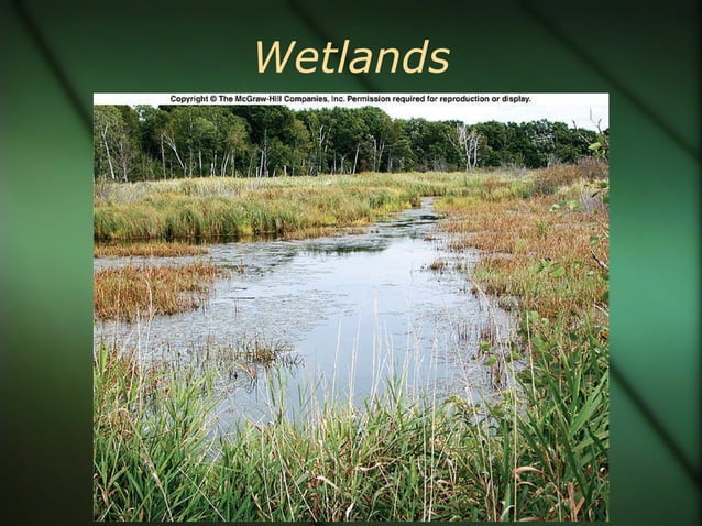 Biomes for box | PPT | Geography | Science