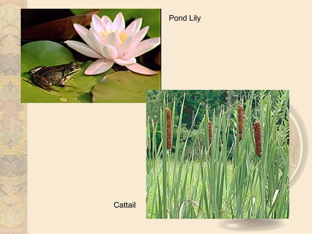 Biomes freshwater | PPT